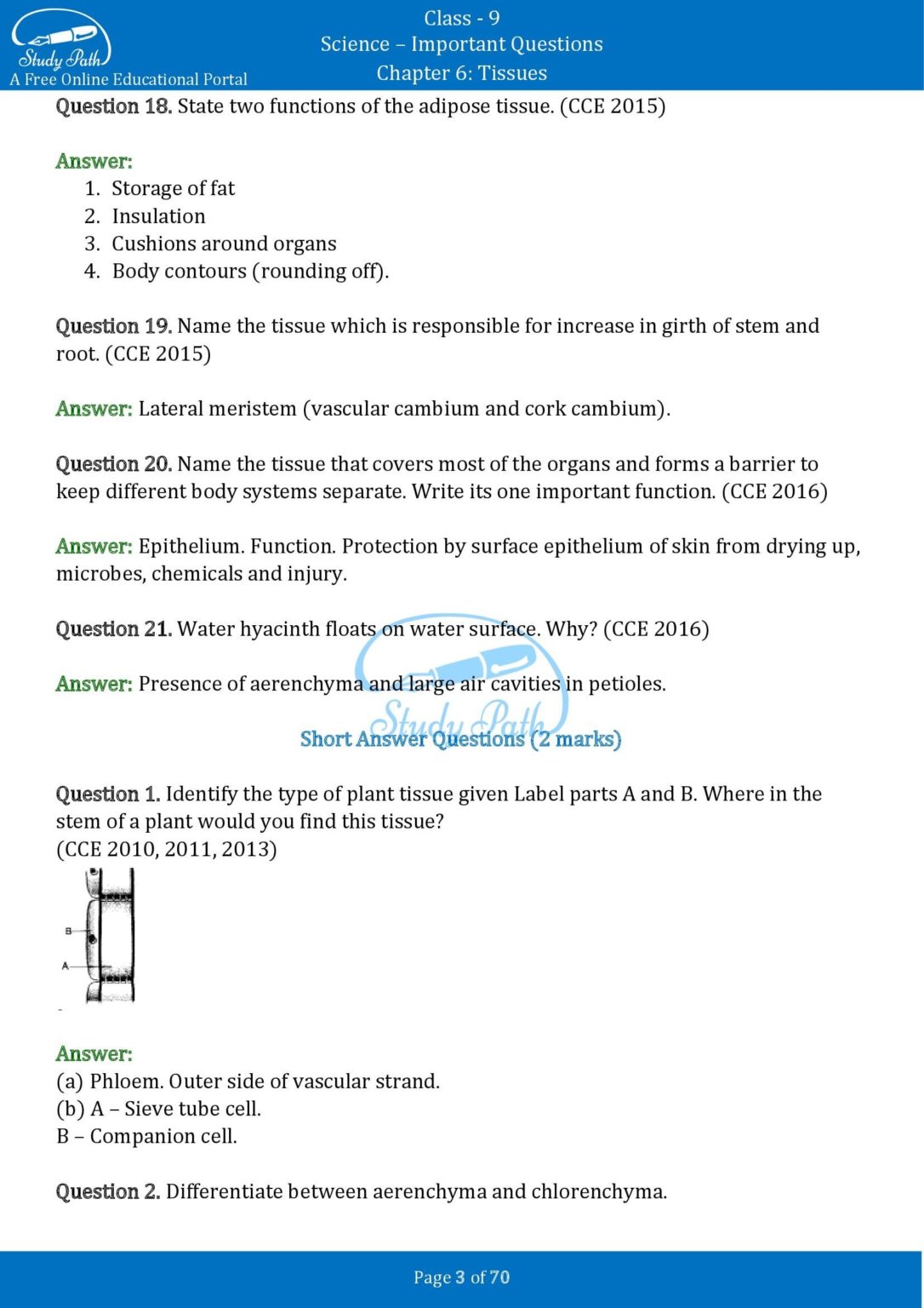 Important Questions for Class 9 Science Chapter 6 Tissues – Study Path