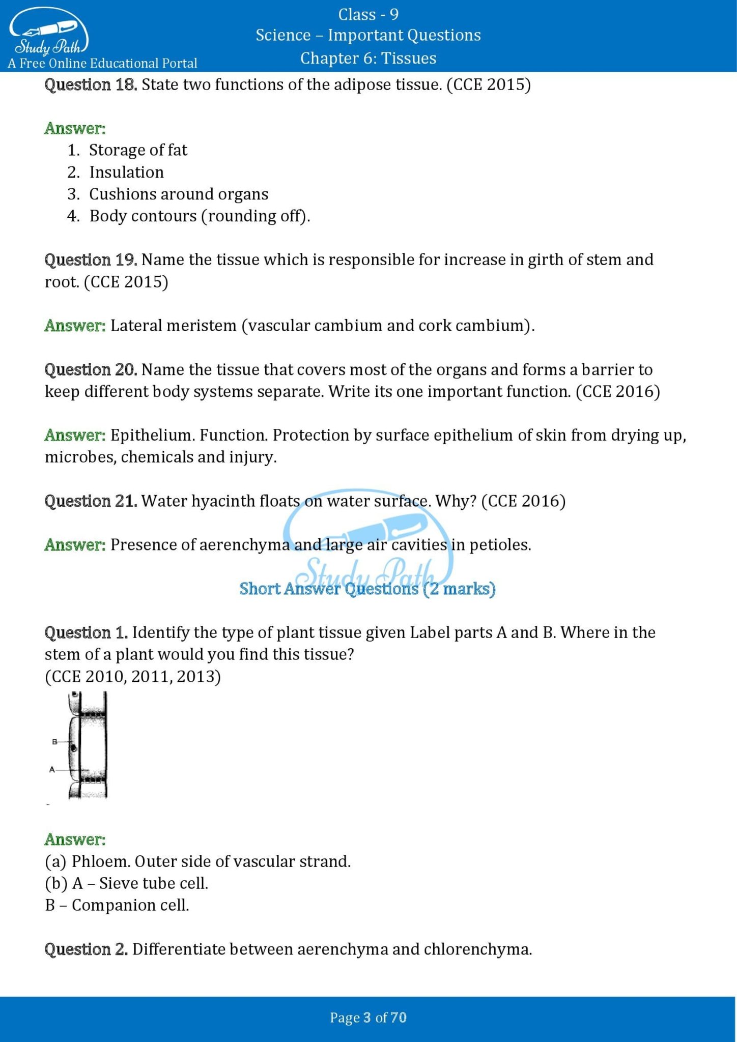 Important Questions for Class 9 Science Chapter 6 Tissues – Study Path