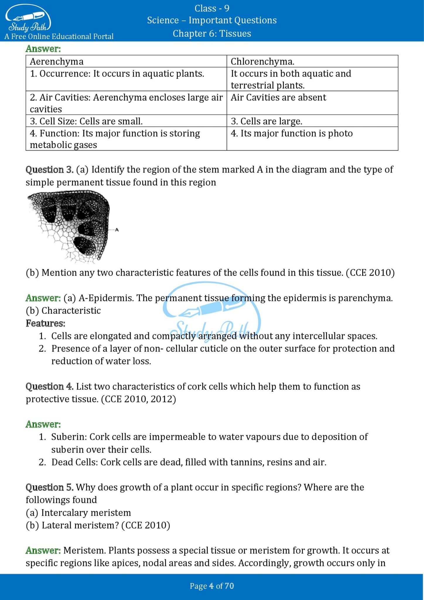 Important Questions for Class 9 Science Chapter 6 Tissues – Study Path