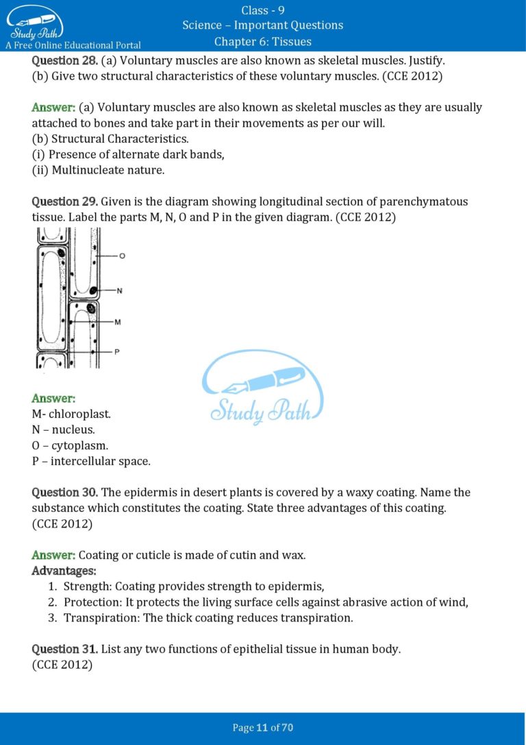 Important Questions for Class 9 Science Chapter 6 Tissues – Study Path