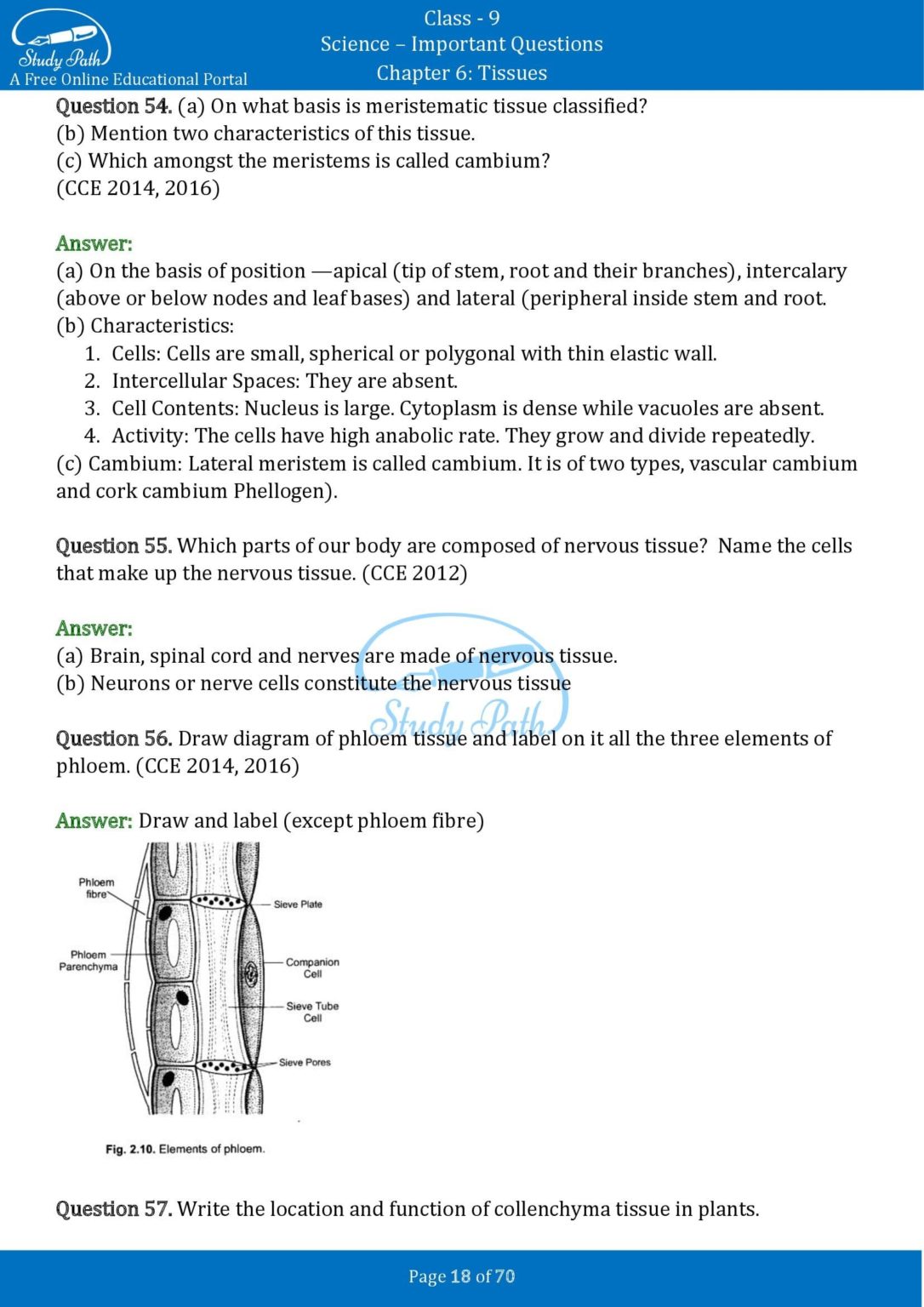 Important Questions for Class 9 Science Chapter 6 Tissues – Study Path