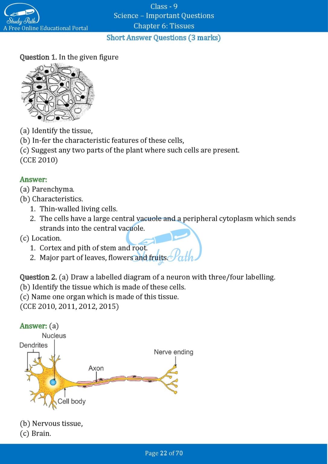 Important Questions for Class 9 Science Chapter 6 Tissues – Study Path