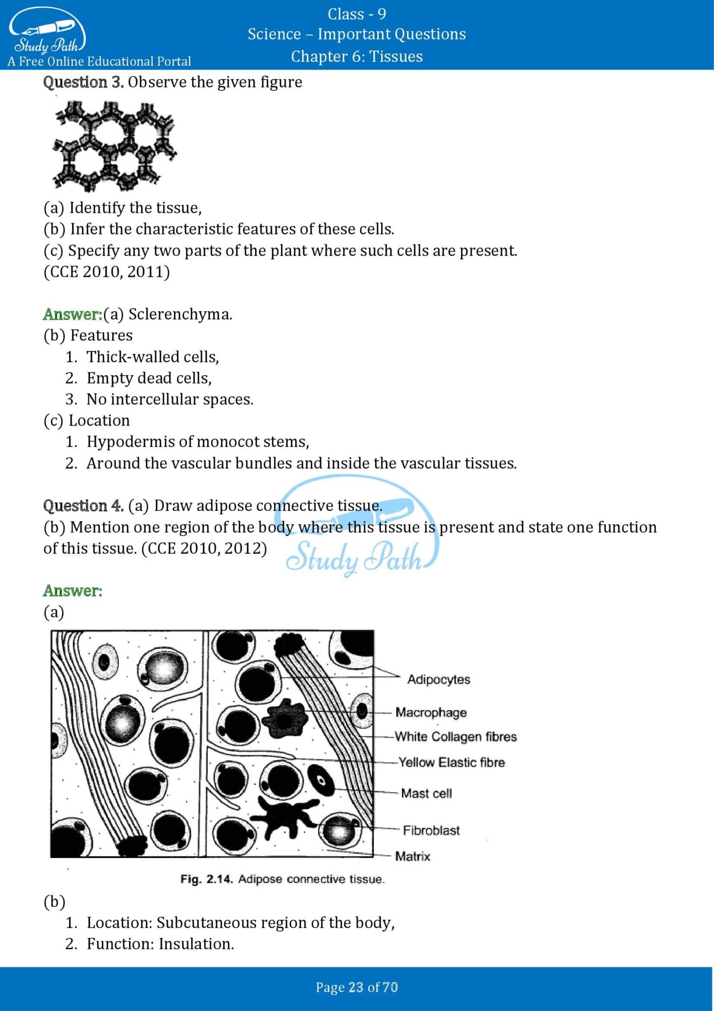 Important Questions for Class 9 Science Chapter 6 Tissues – Study Path