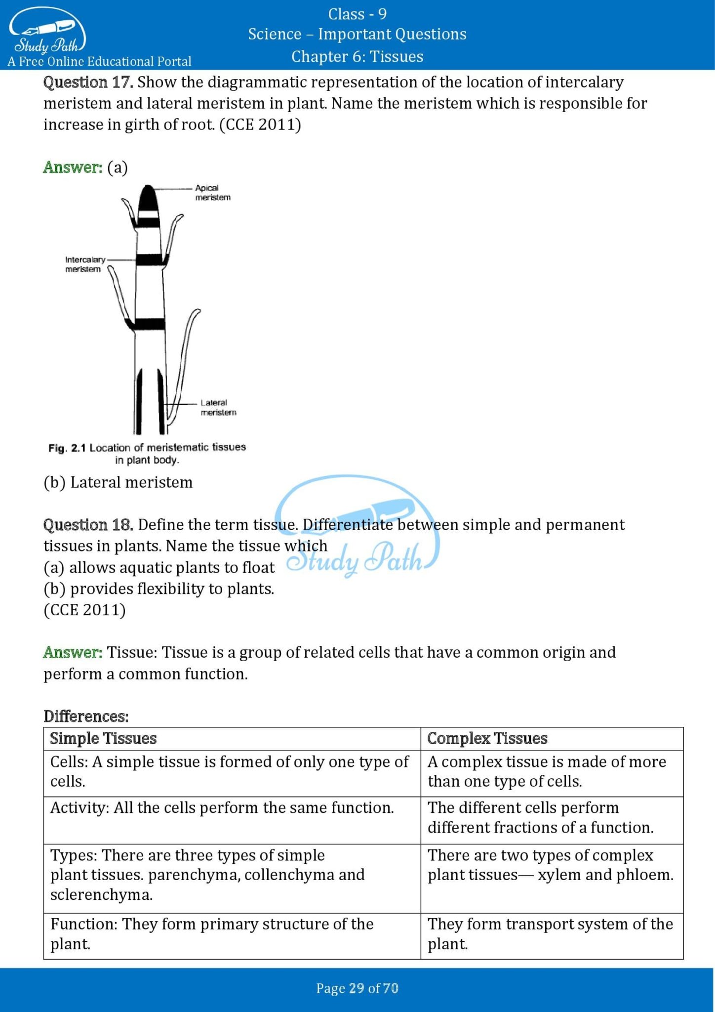 Important Questions for Class 9 Science Chapter 6 Tissues – Study Path