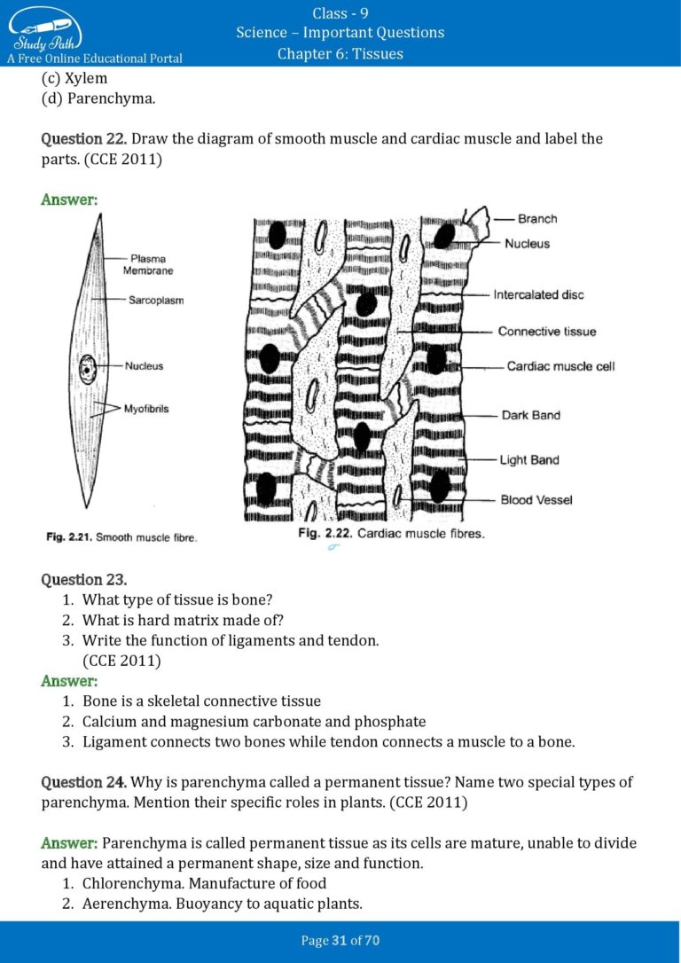 Important Questions for Class 9 Science Chapter 6 Tissues – Study Path