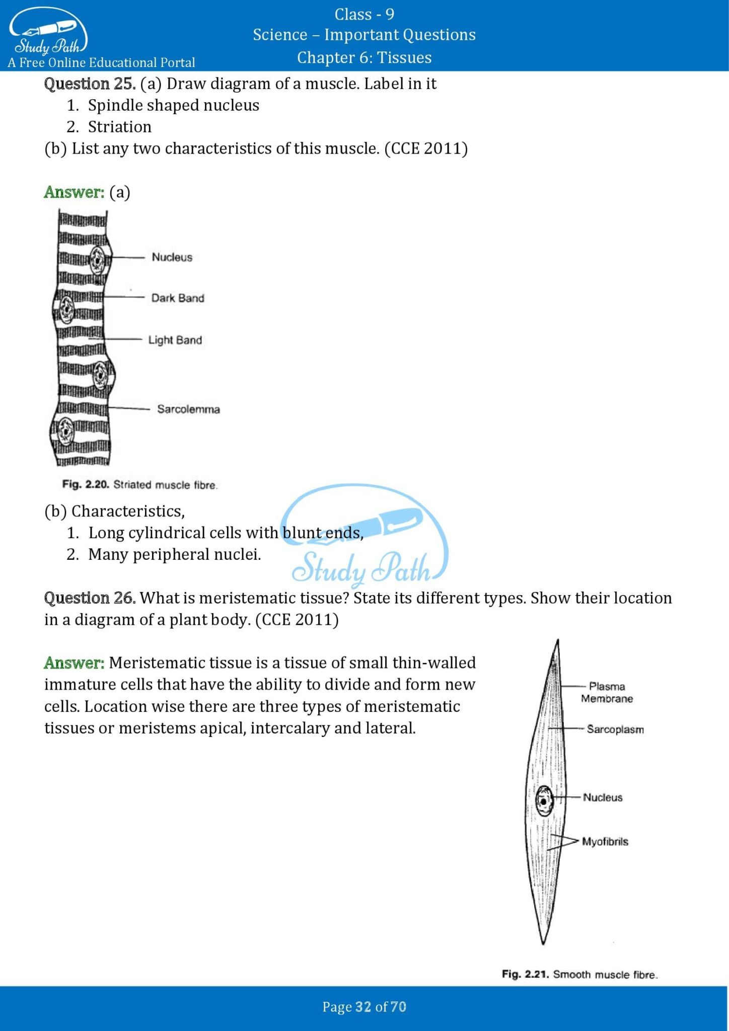 Important Questions for Class 9 Science Chapter 6 Tissues – Study Path