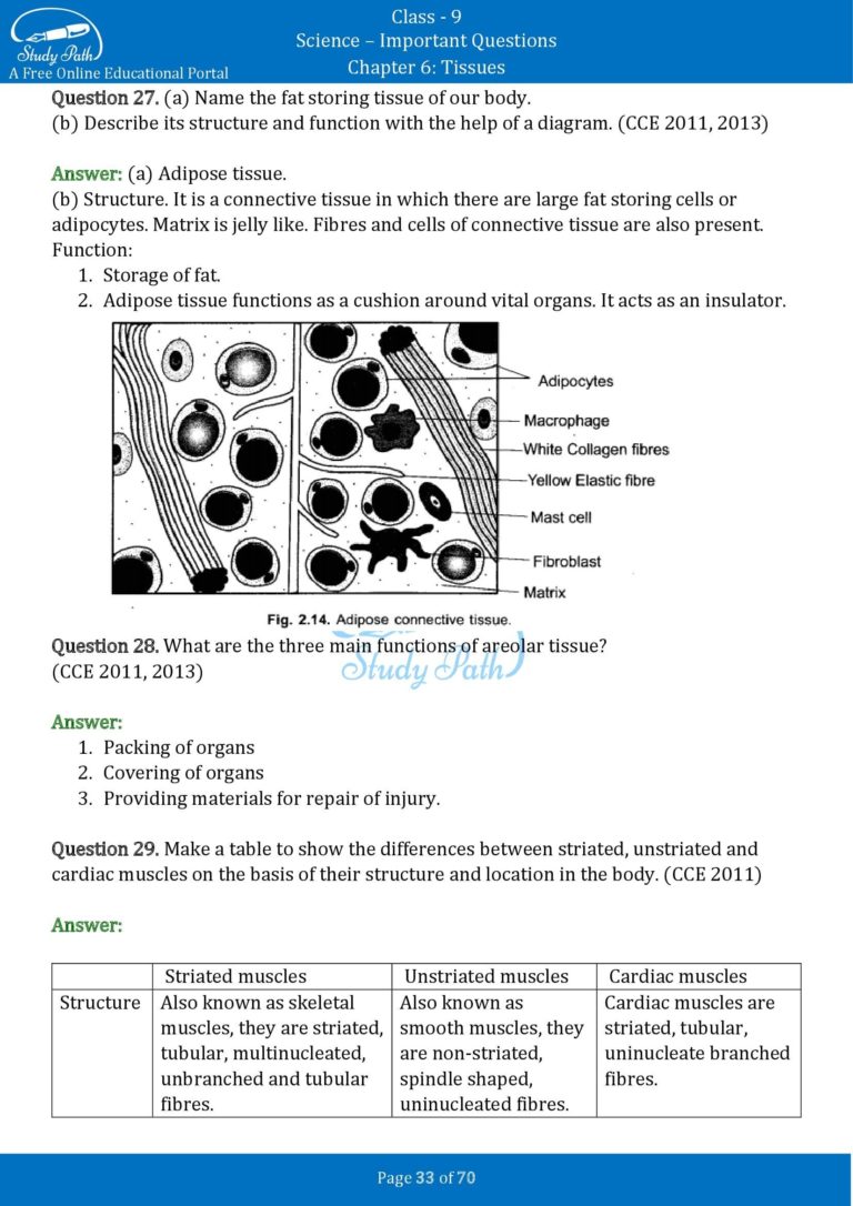 Important Questions for Class 9 Science Chapter 6 Tissues – Study Path