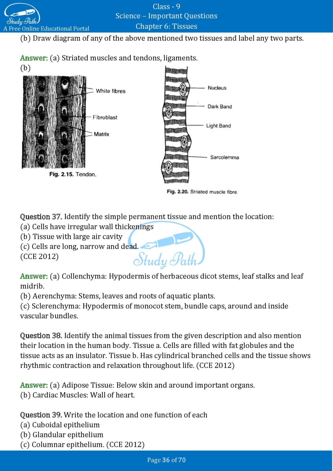 Important Questions for Class 9 Science Chapter 6 Tissues – Study Path