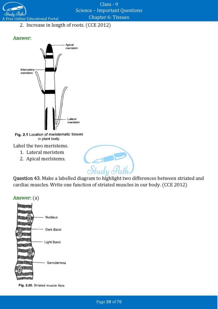 Important Questions for Class 9 Science Chapter 6 Tissues – Study Path