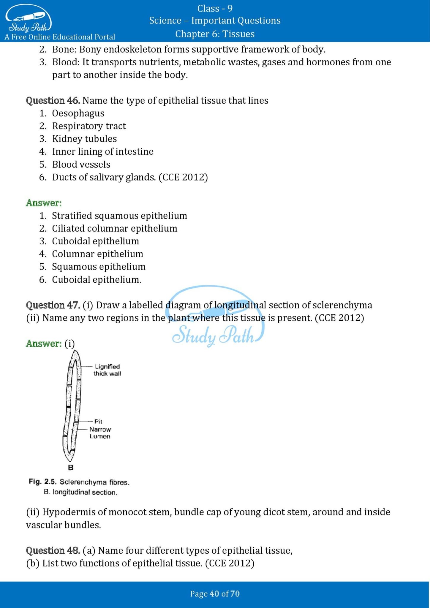 Important Questions for Class 9 Science Chapter 6 Tissues – Study Path