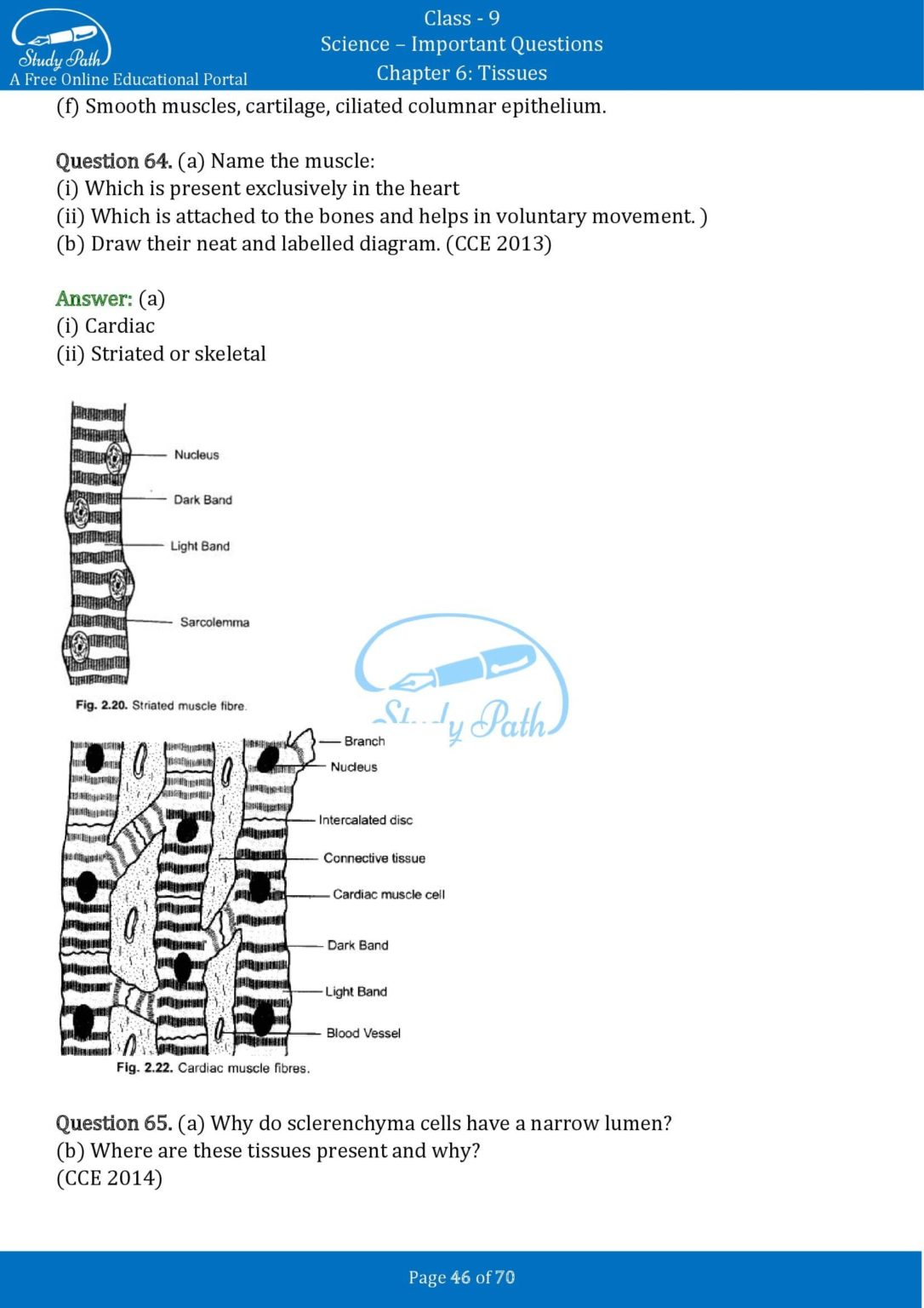 Important Questions for Class 9 Science Chapter 6 Tissues – Study Path