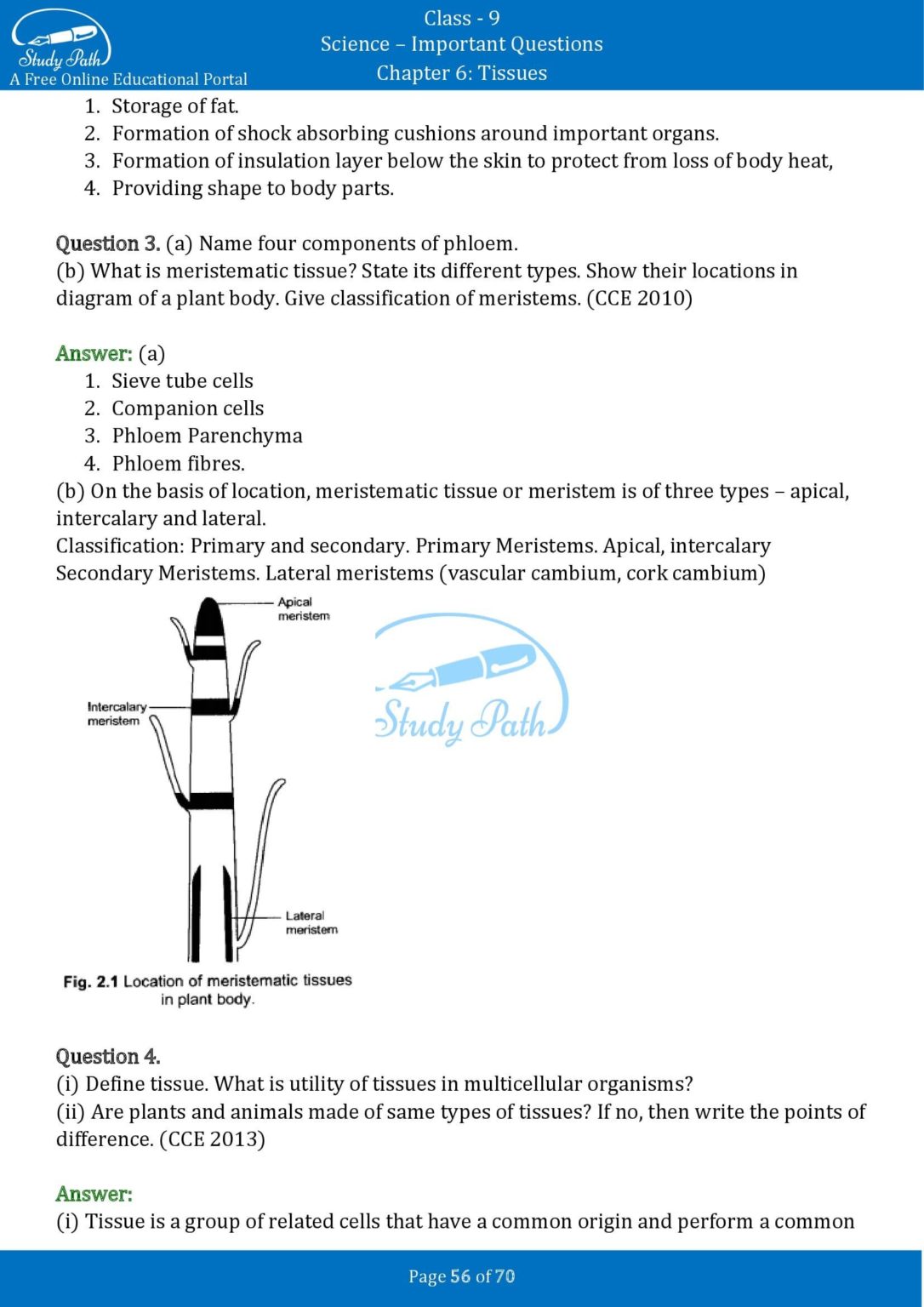 Important Questions for Class 9 Science Chapter 6 Tissues – Study Path