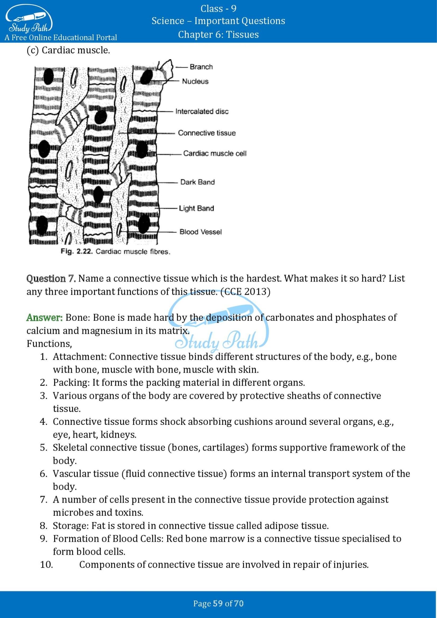 Important Questions for Class 9 Science Chapter 6 Tissues – Study Path