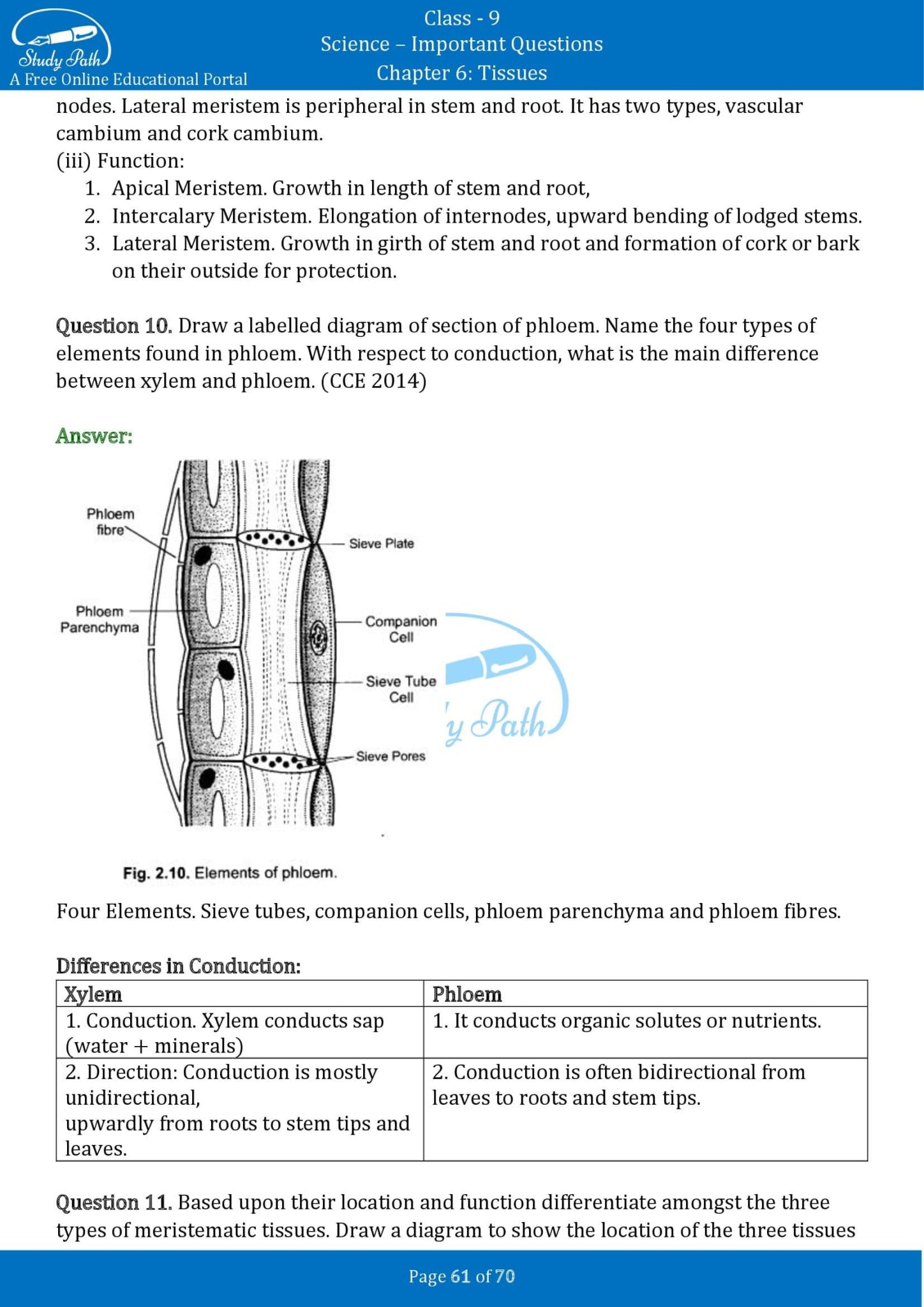 Important Questions for Class 9 Science Chapter 6 Tissues – Study Path